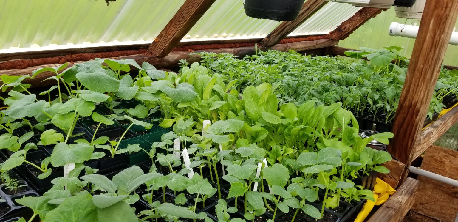 I.T. Farmer's Blog | Learning how to grow food, from an IT guys ...